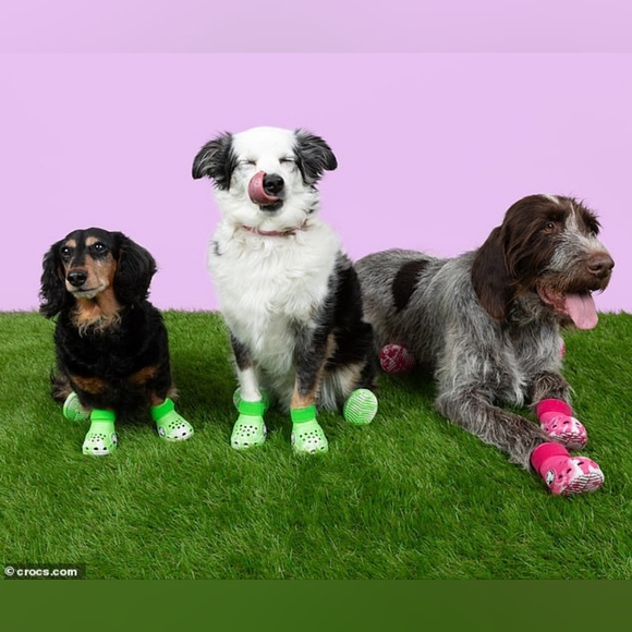CROCS | Dog | Barkbox Crocs For Dogs L | Poshmark